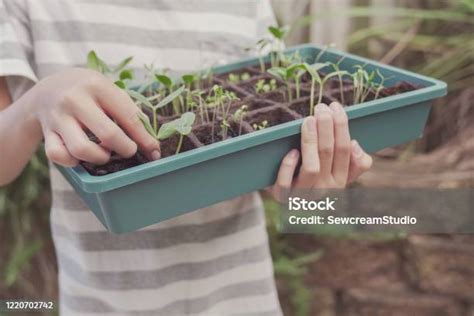 묘비 트레이를 들고 십대 소년 손 야채 원예 재미있는 야외 활동 지속 가능한 생활 사회적 거리리 개념 가정 생활에 대한 스톡 사진 및 기타 이미지 Istock