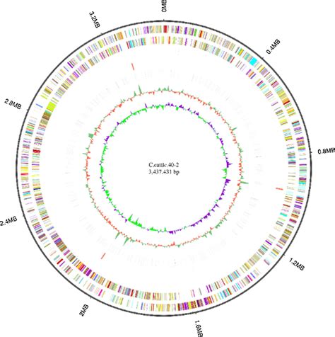 Complete Genome Sequencing Of P40 2t Download Scientific Diagram