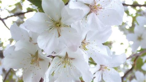 Cherry Blossom Haven Takanawa The Prince Sakura Tower Tokyo