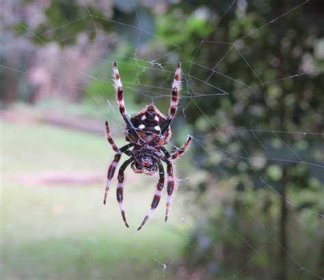 Bark Spider Underside Birdlife Ethekwini Kzn