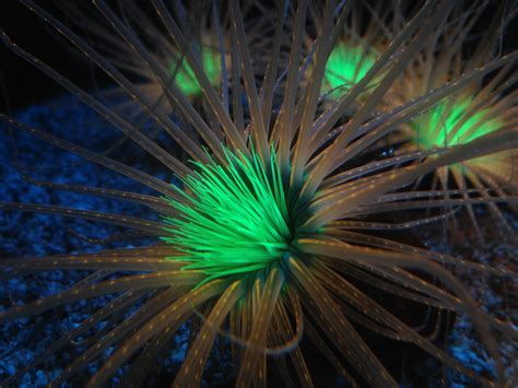 Bioluminescence And Fluorescence • Mbari