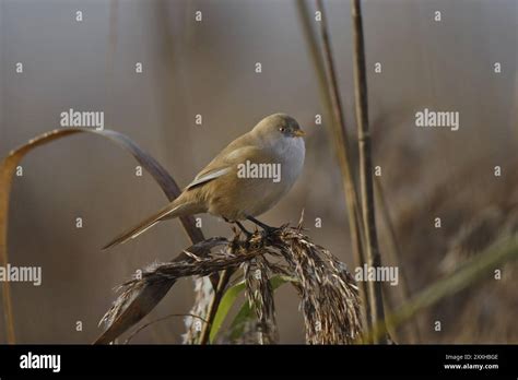 Bearded Tit Female Panurus Biarmicus Bearded Reedling Female Stock
