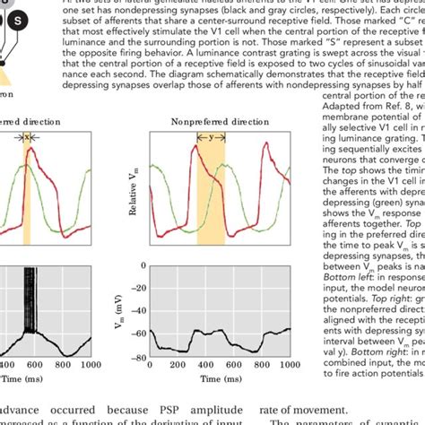Model Of A Directionally Selective Simple Cell In The Primary Visual