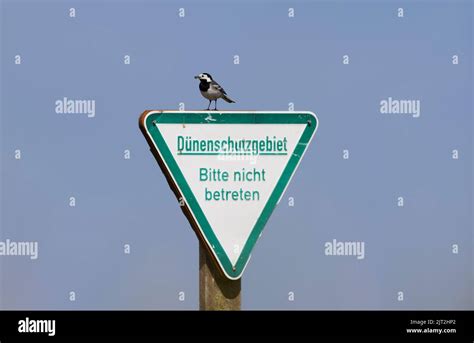 White Wagtail On Sign Do Not Enter Stock Photo Alamy