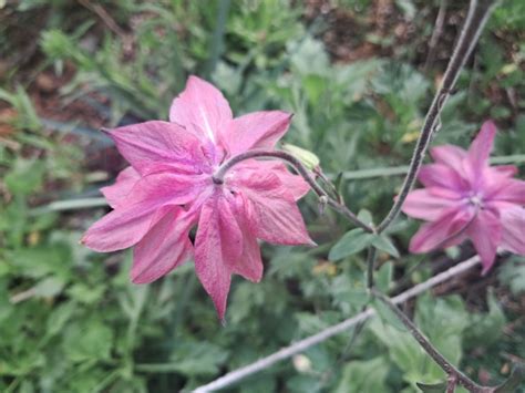 매발톱꽃 꽃말과 키우기 종류 알아보기 네이버 블로그