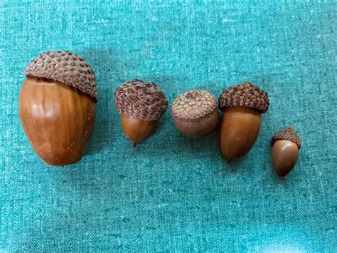Plantofthemonth Acorn Mcclung Museum Of Natural History And Culture