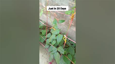 A Small Seed Bed کیاری Seedbed Vegetable Freshvegetable Youtube