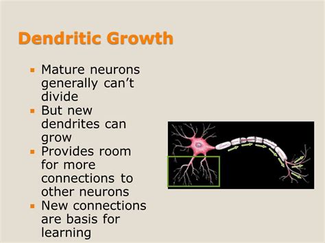 Chapter 3 The Biological Bases Of Behavior Types Of Neurons Afferent