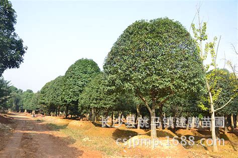 桂花树木头用途 桂花木手串效果图 价值300万的桂花树图 大山谷图库