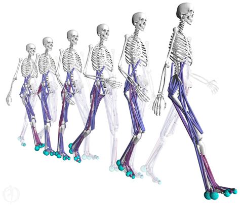 Github Petrakisgeo Physics Informed Cnn For Knee Joint Kinetics Estimation From Semg Signals