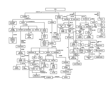 Cells Concept Map Cell Nucleus Cell Biology