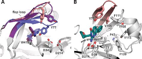 A Plm II Flap Loop Conformations Blue Closed Flap Conformation In A Download Scientific