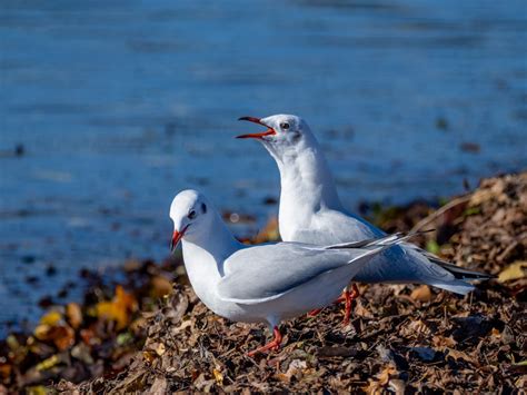 물가에 있는 두 마리 갈매기의 클로즈업 · 무료 스톡 사진