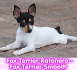 Venta De Cachorros Perros De Raza En Coahuila Saltillo