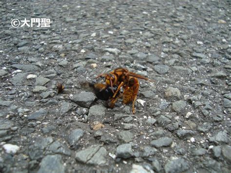キイロスズメバチケブカスズメバチ 公式 石川流域生きものミュージアム雨ふる大地の水辺保全ネットワーク