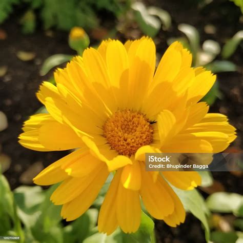 아름답고 밝은 노란색의 금송화 꽃 또는 냄비 메리 골드 꽃 0명에 대한 스톡 사진 및 기타 이미지 0명 계절 금색 Istock