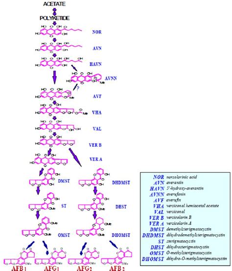 Figure 2 From Current Understanding On Aflatoxin Biosynthesis And Future Perspective In Reducing