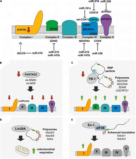 Transcriptional Regulation Exploring The Impact Of Dexamethasone On