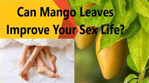 Benefits Of Mango Leaves Sexually Can Mango Leaves Improve Your Sex Life