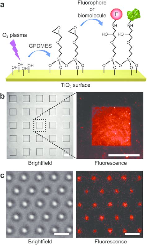 Characterization Of The Efficiency Of Surface Functionalization Of Download Scientific Diagram