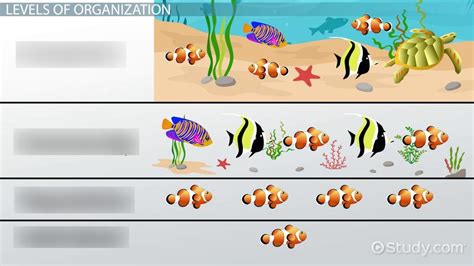 Ecology Diagram Quizlet