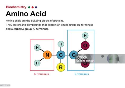Struktur Kimia Asam Amino Ilustrasi Stok Unduh Gambar Sekarang Istock