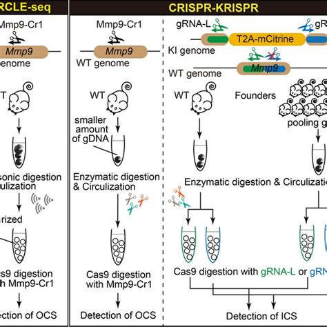 overview of circle seq and crispr krispr schematic of circle seq