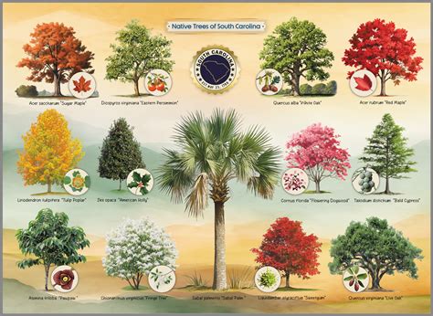 Native Trees Of South Carolina Jigsaw Puzzle Highland Creek Puzzles