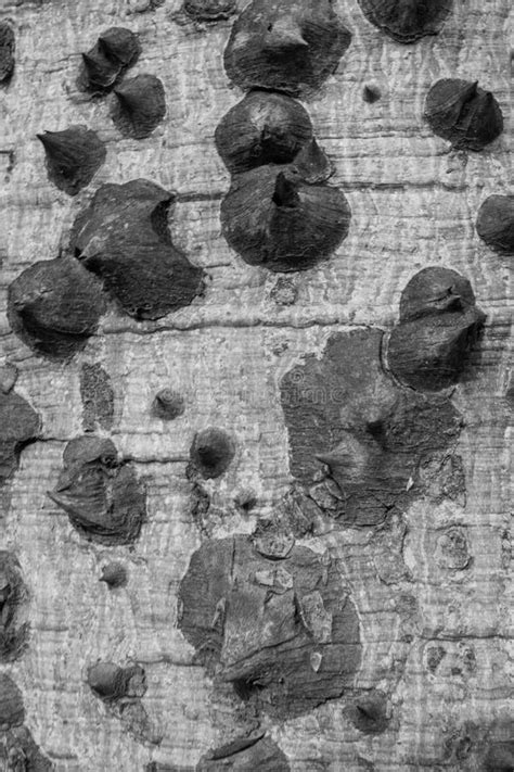 Black And White Texture Of The Bark Of A Tree Stock Image Image Of Evocative Backgound 267150837