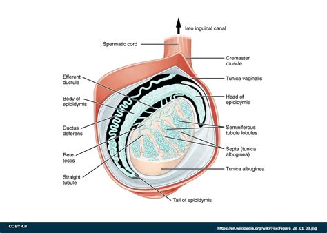 Diagram Of Testicle Geeksforgeeks