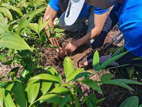 安徽中医药大学中西医学子三下乡走进黄精种植之县感受中草药之美 多彩大学生网
