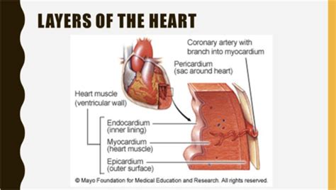 Cardiovascular Flashcards Quizlet