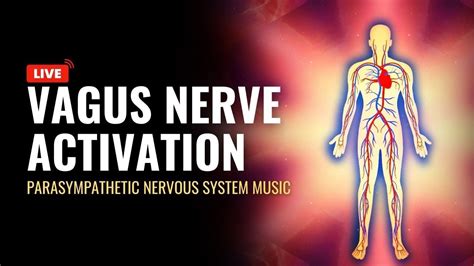 Vagus Nerve Activation Parasympathetic Nervous System Music Brain