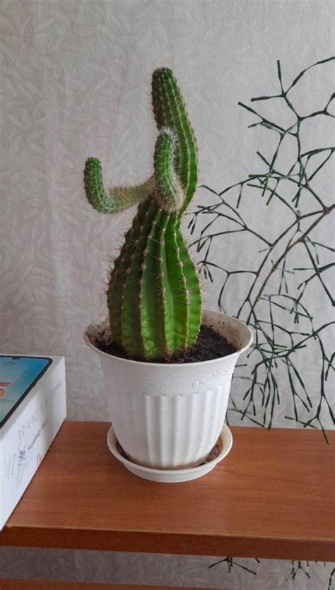 Create Meme Cactus Cactus Kazan Cactus Tall Pictures Meme