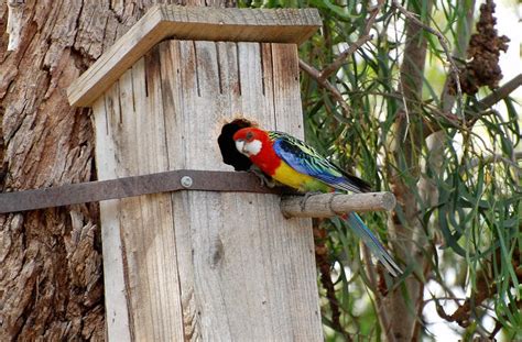 Rubino Rosella Breeding