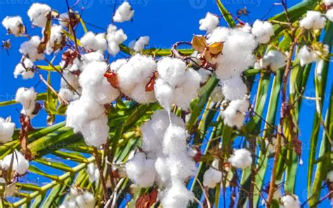 Blanco Algodón En árbol O Planta En Puerto Escondido México 22339230