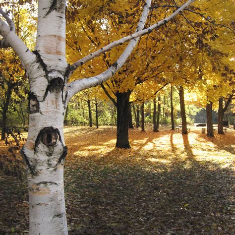 Paper Birch Forest