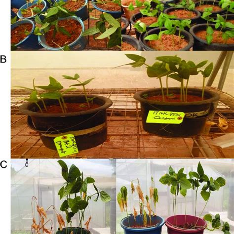 Phenotyping For Drought Tolerance A Layout Of Drought Experiment B