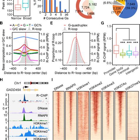 Genome Wide R Loop Profiling By Strand Specific R Chip A Design Of