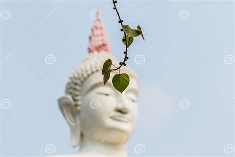 Bo Leafs White Buddha Statue Background Stock Image Image Of Garden Bodhi 82345545