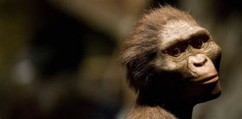 Kathleen Mcsweeney On Linkedin What The 32 Million Year Old Lucy