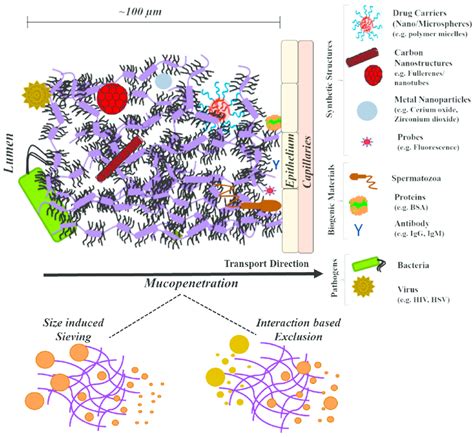 Schematic Of Mucin Networks Cervical Region Ability To Impact Download Scientific Diagram
