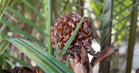 Oh Apong Msian Fandb Brand For Nipa Palm Sugar Coffee And Desserts