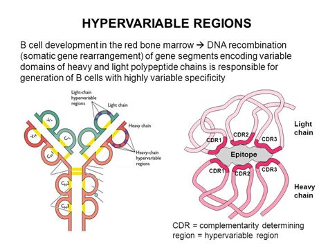 Immunoglobulins Structure And Function Ppt Download