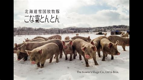 北海道雪国放牧豚こな雪とんとんintro Pv Powder Snow Pigs In Hokkaido Tonton Farm