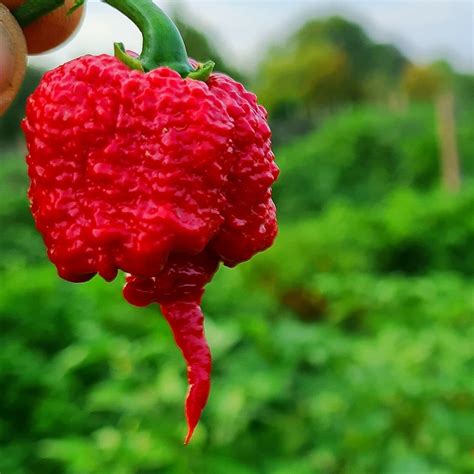 Carolina Reaper X Srtsl At Roger Krug Blog