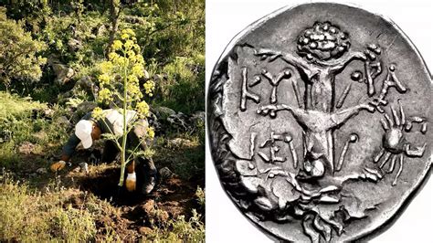 Redescubren Planta Milagrosa” Que Se Creía Extinta Era Usada Como Remedio” Por Antiguos