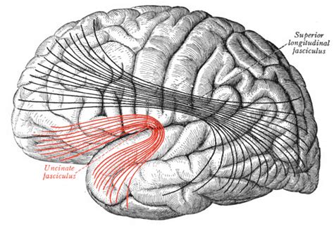 What Is The Structure And Function Of The Phrenic Nerve — Brain Stuff