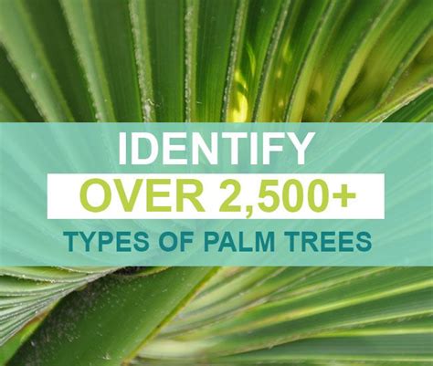 Palm Tree Types Florida Palm Trees Flower Beds Identify Palms Garden Tropical Google