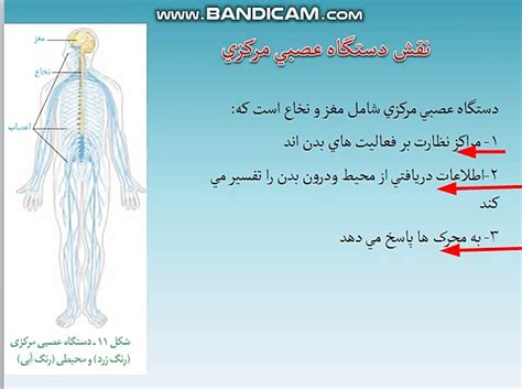 دستگاه عصبی